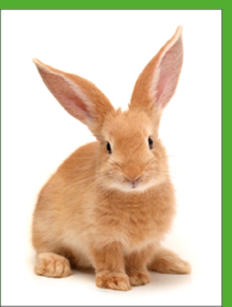 Minik. Hase | Ostern | Themenwelten | Littlepaper Shop